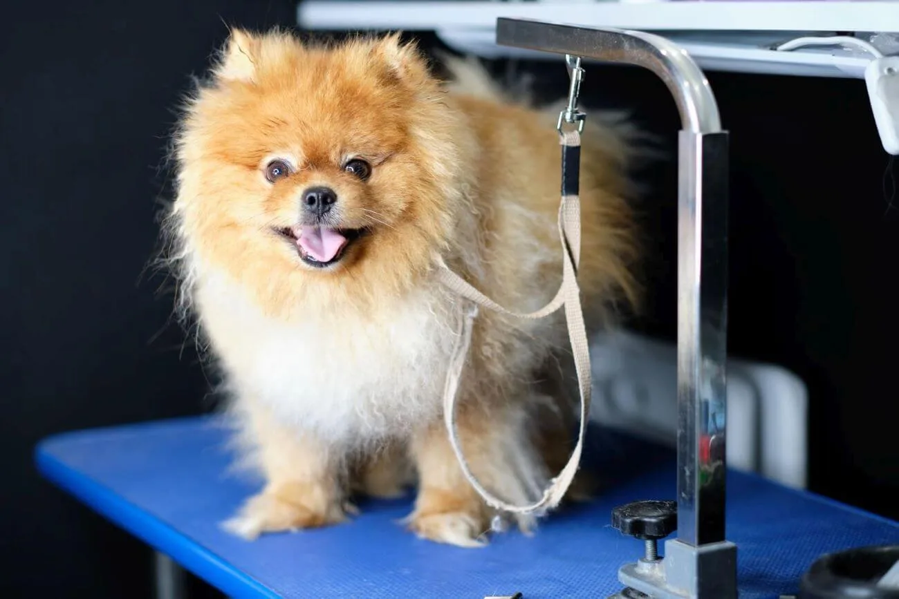 Szpic miniaturowy: fryzury i praktyczny przewodnik pielęgnacji | Dog ...