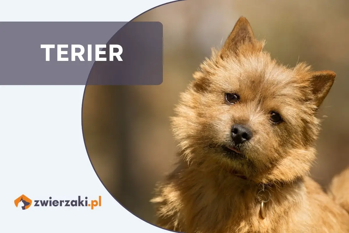 Terier | Dog Project