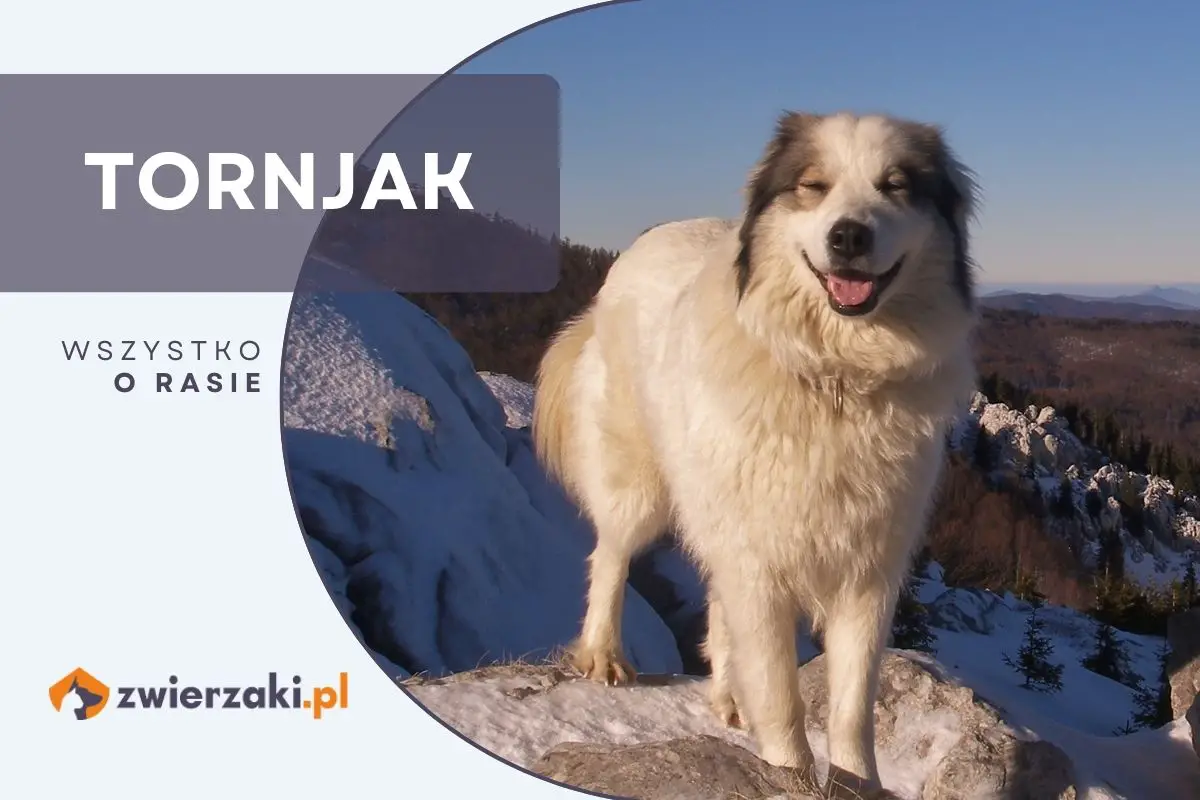 Tornjak | Dog Project