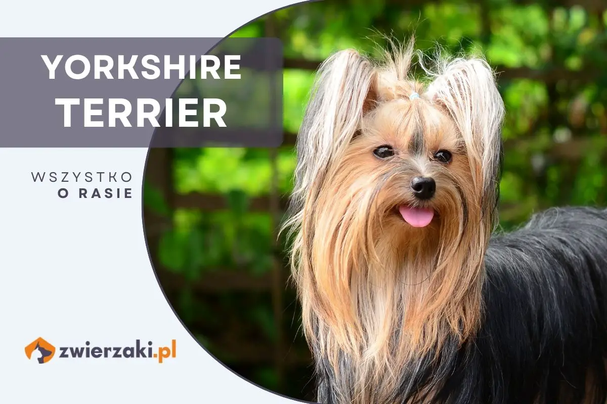 Yorkshire terrier | Dog Project