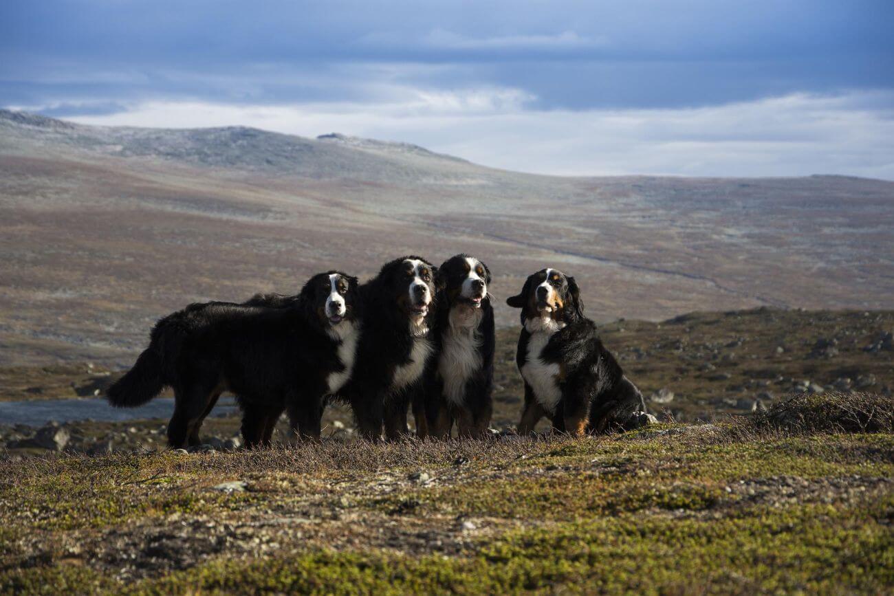 Szwajcarskie psy pasterskie – jakie rasy do nich należą? Co musisz ...