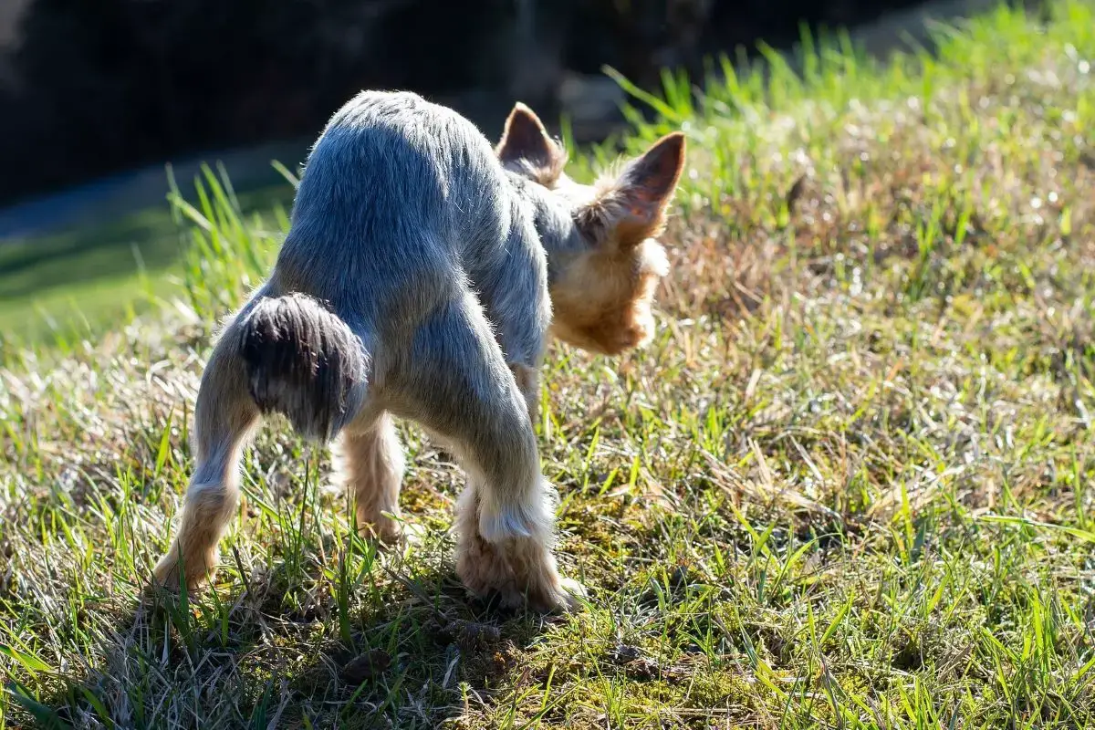 Czarna kupa u psa – czy to powód do niepokoju? | Dog Project