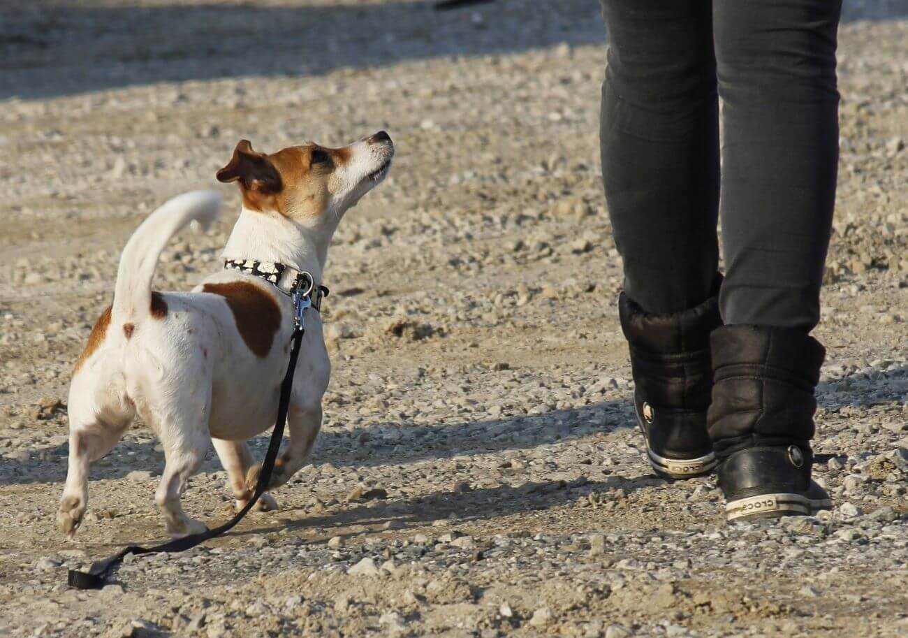 Kogo pies uważa za pana? Jak stać się przywódcą stada? Obalamy mity ...