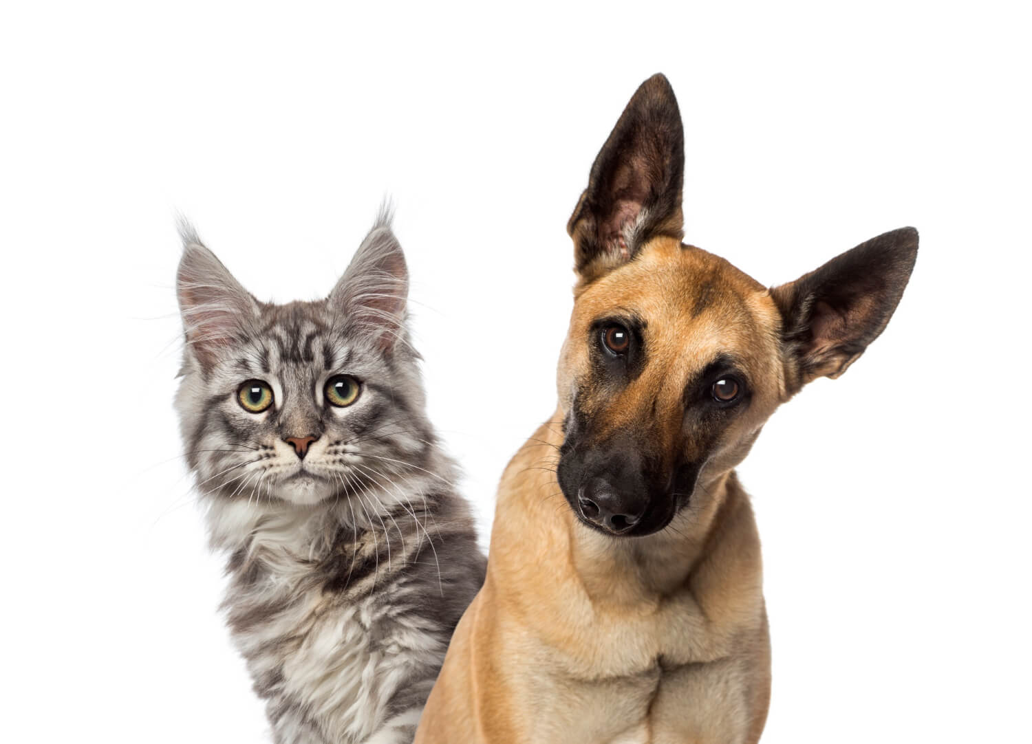 Kot vs pies – porównanie. Co wybrać? | Dog Project