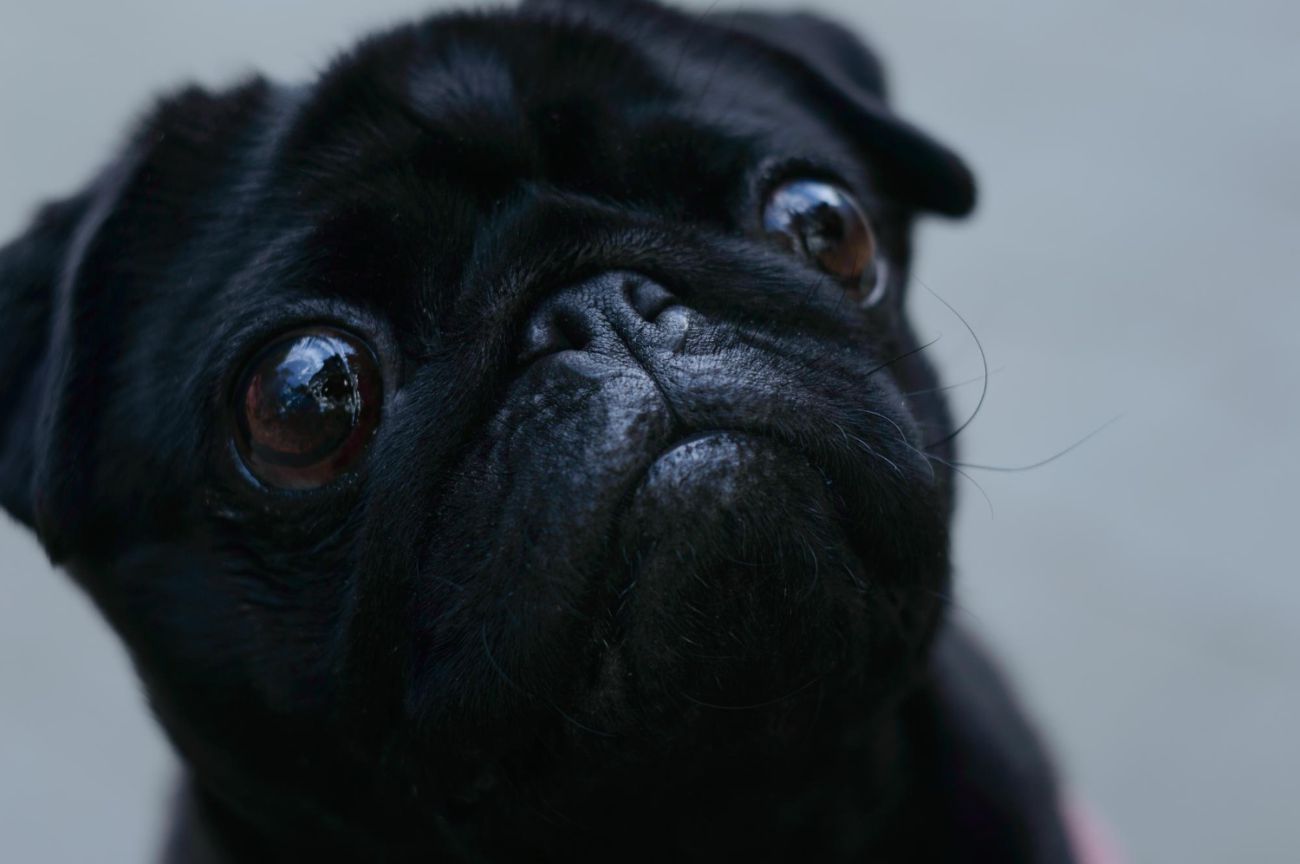 Mopsy – wypadające oczy! Jakim rasom może wypaść gałka oczna? | Dog Project