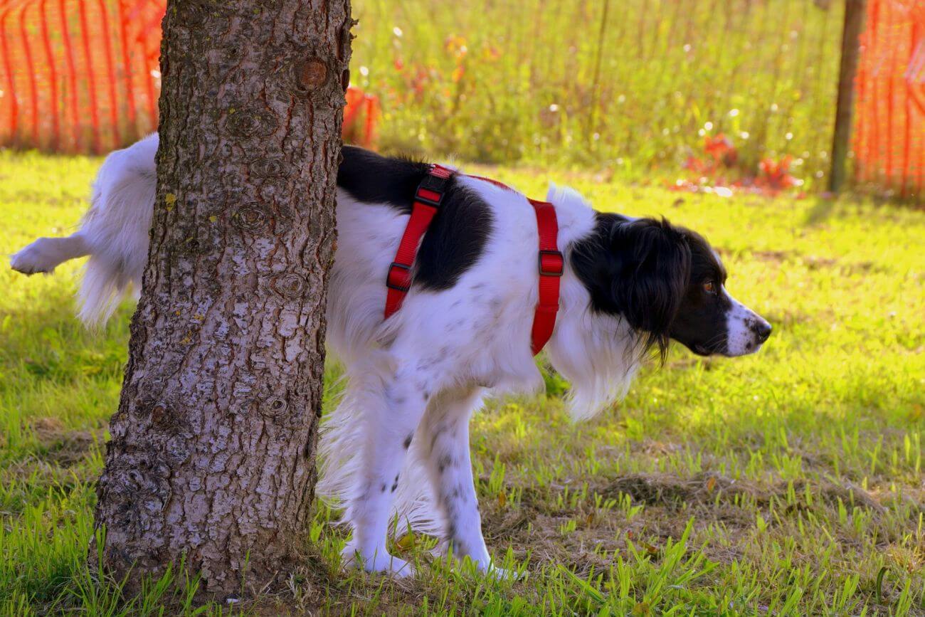 Niewydolność nerek u psa to stan zagrażający życiu! Poznaj przyczyny ...