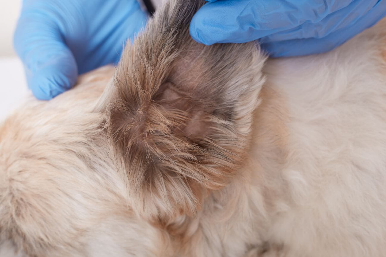 Pasożyty u psa – informacje, porady dla właścicieli | Dog Project