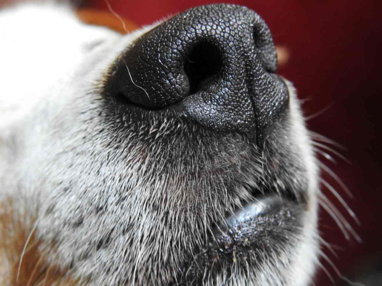 Po co psu wąsy? Do czego służą wibrysy u psa? | Dog Project