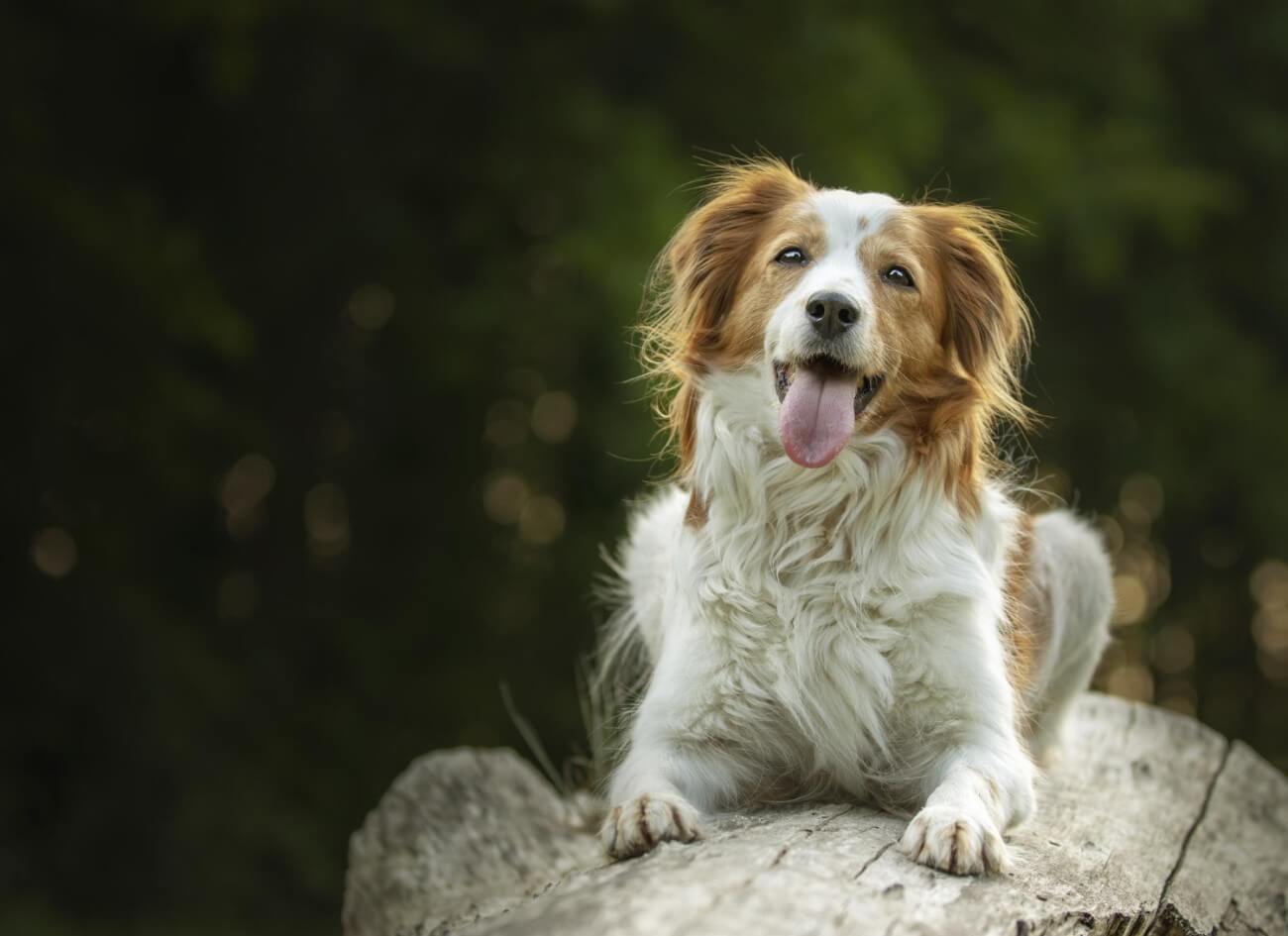 Włoskie imiona dla psa – najlepsze propozycje | Dog Project