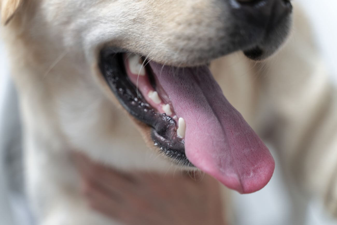 Wymiana zębów u psa. Kiedy szczeniakom wypadają zęby mleczne? | Dog Project